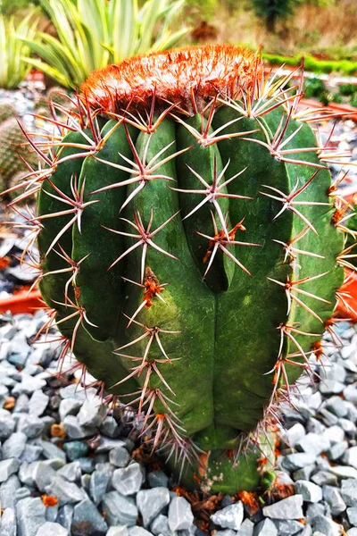 Cactus enamorados fotos de stock, imágenes de Cactus enamorados sin royalties | Depositphotos