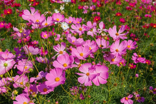 Campo de flores bonitas cosmos Stock Photos, Royalty Free Campo de ...