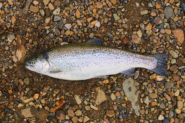 Ground fish Stock Photos, Royalty Free Ground fish Images | Depositphotos®