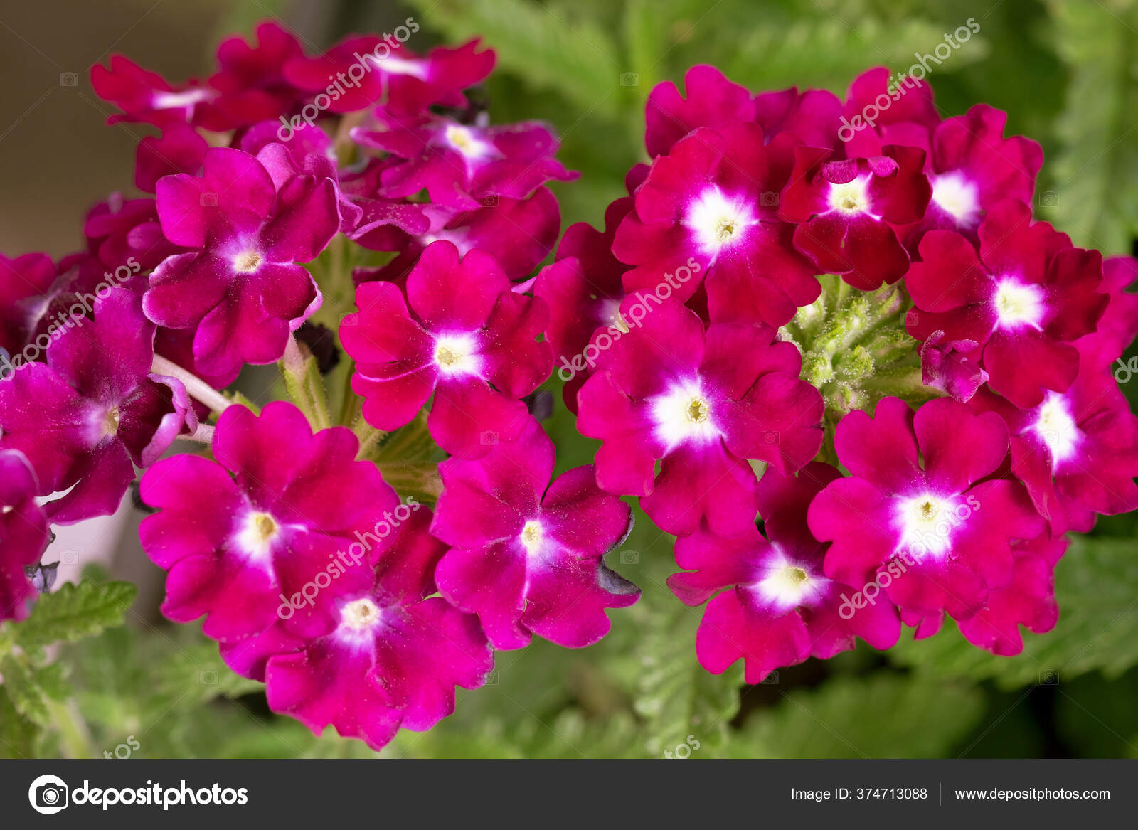 Raspberry Verbena