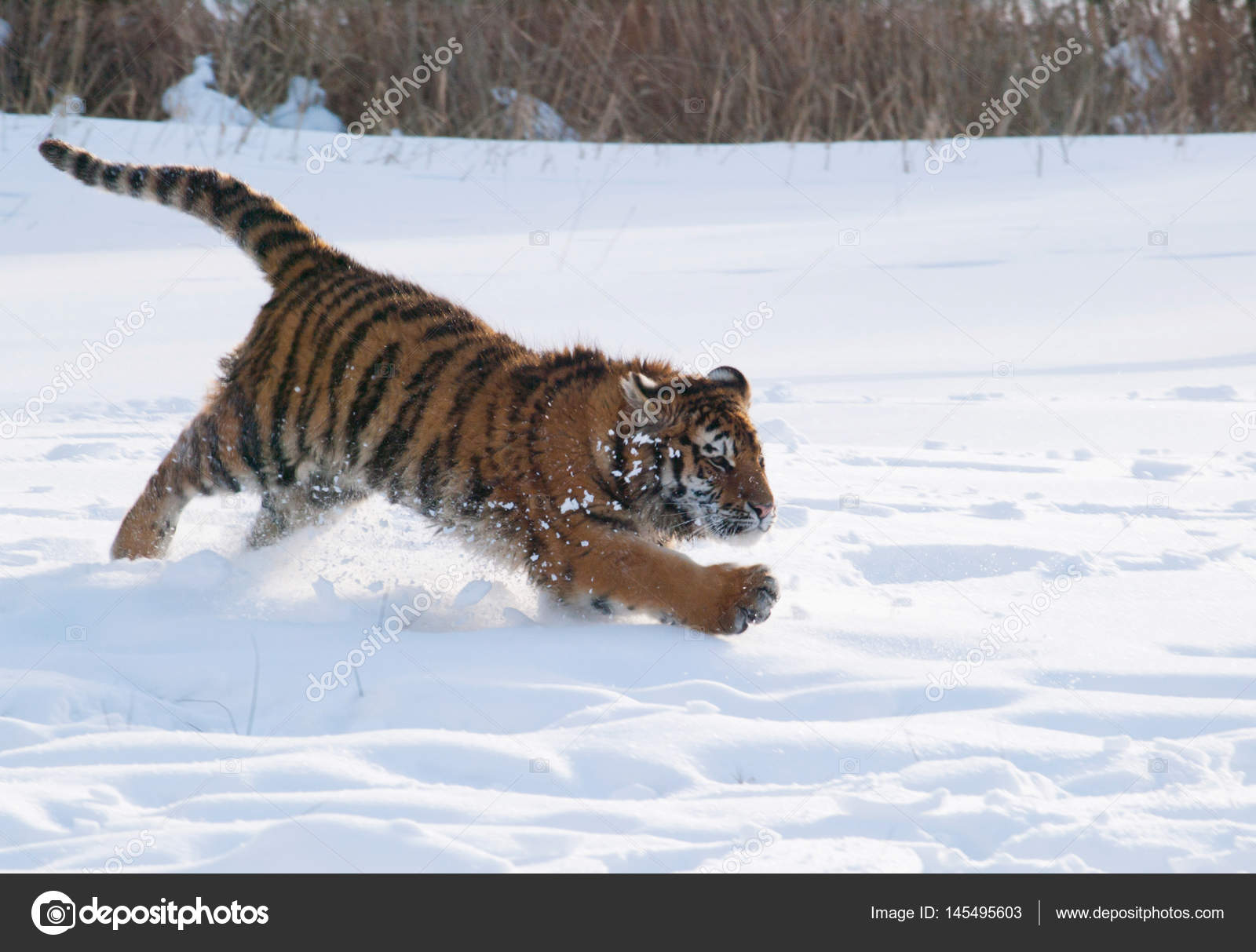 Amur tiger running in the snow - Panthera tigris altaica Stock Photo by ...