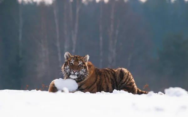 Cloe up Siberian tiger, Panthera tigris altaica, running in deep snow, young male in winter ...