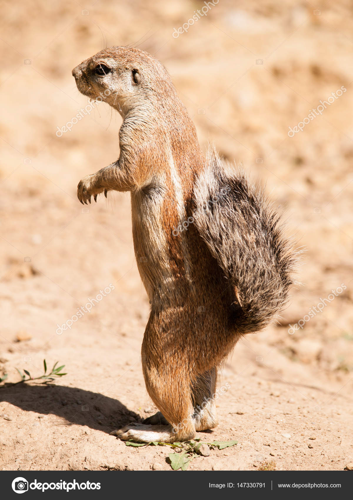 Cape ground squirrel - Xerus inauris - staying on back leg watch ...