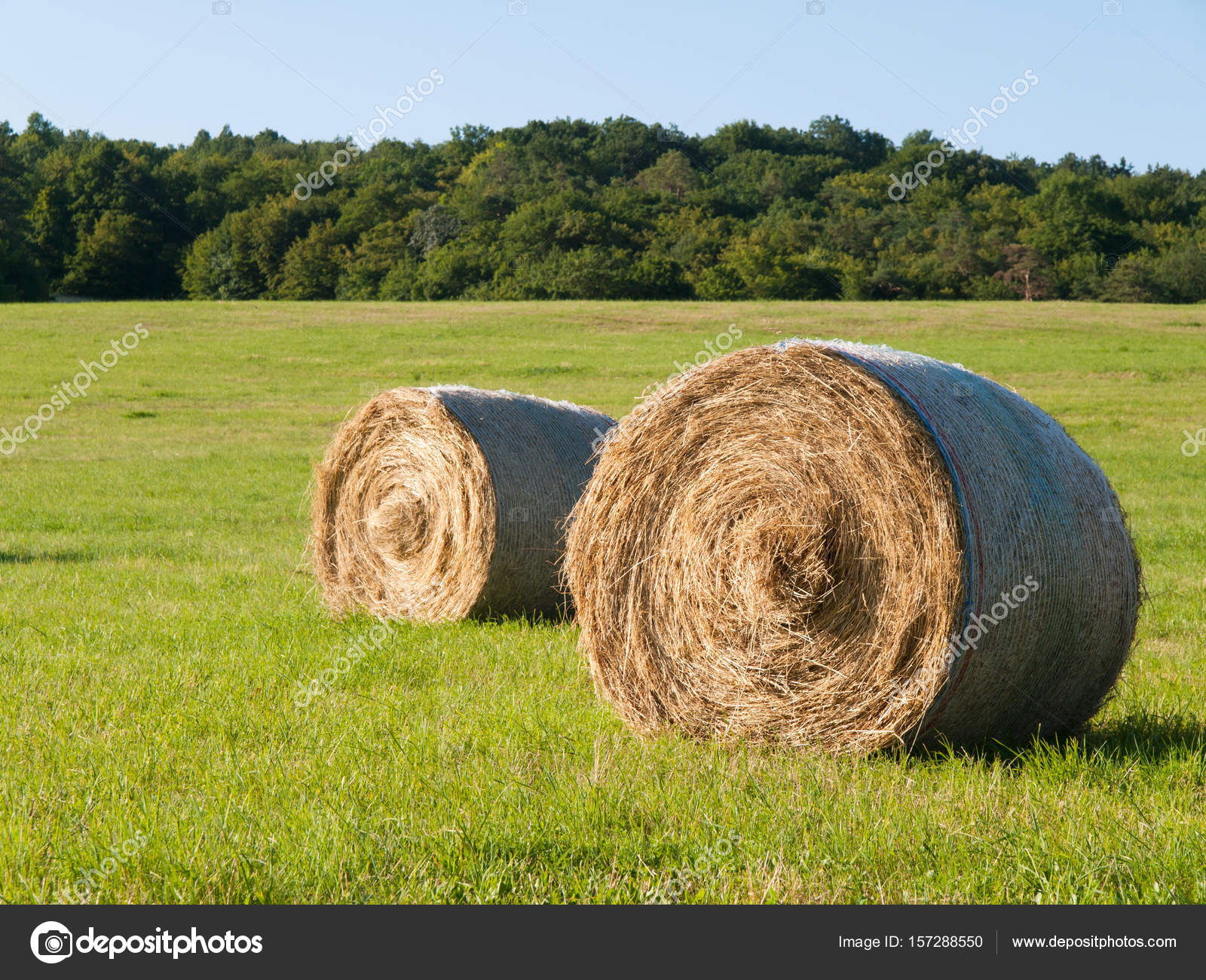 Two hay bales harvested on summer — Stock Photo © scigelova #157288550