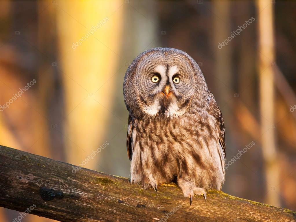 Gran búho gris en el bosque en la rama - Strix nebulosa 2023