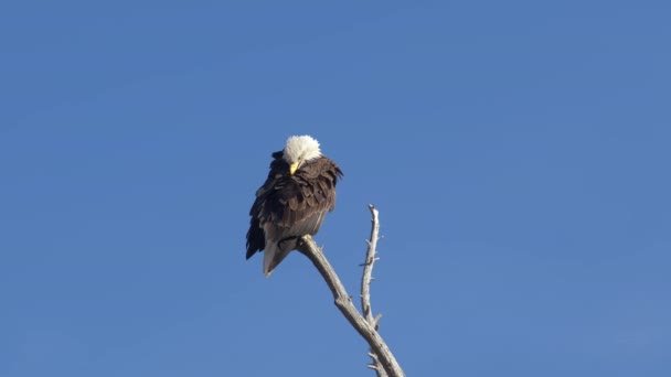 Iconic Bald Eagle high up on tree top scratching its head — Stock Video ...