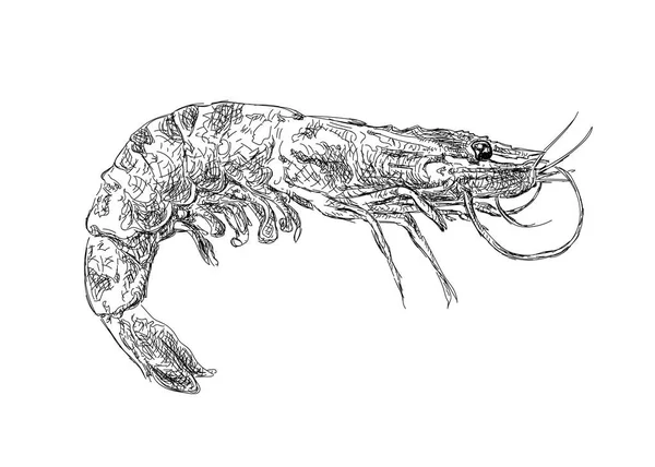 2,478 Prawn outline Vector Images | Depositphotos