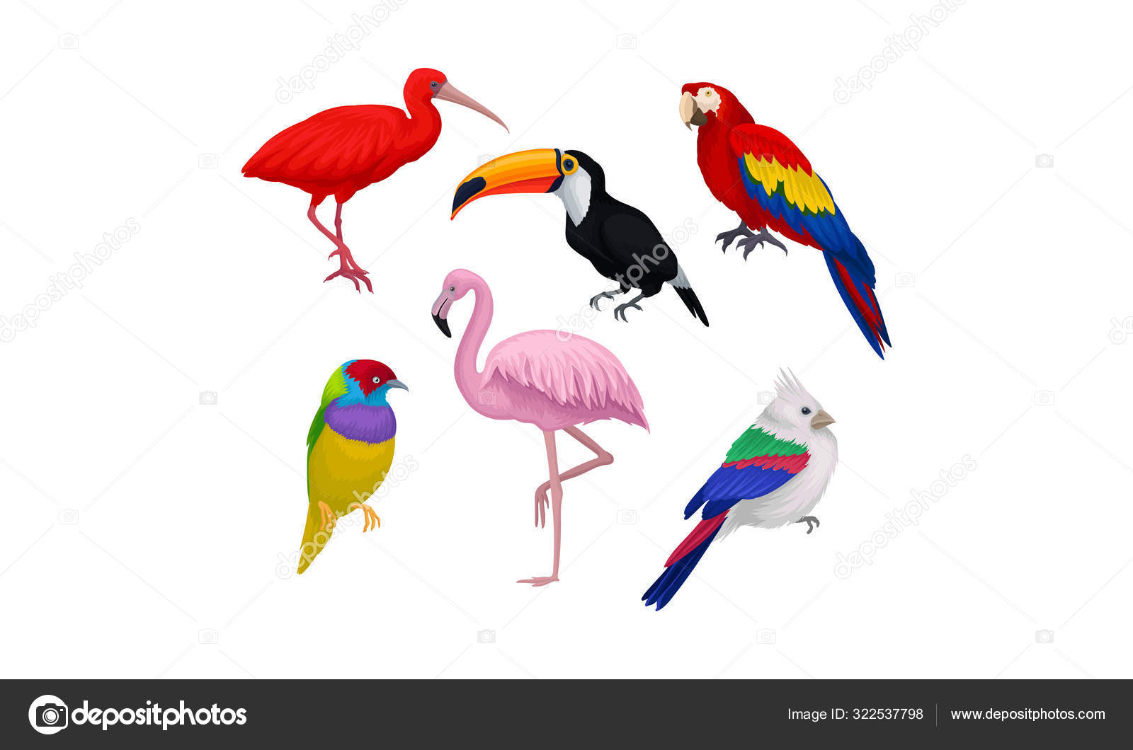 Tropical Birds Vector Isolated On White Background Set Stock Vector ...