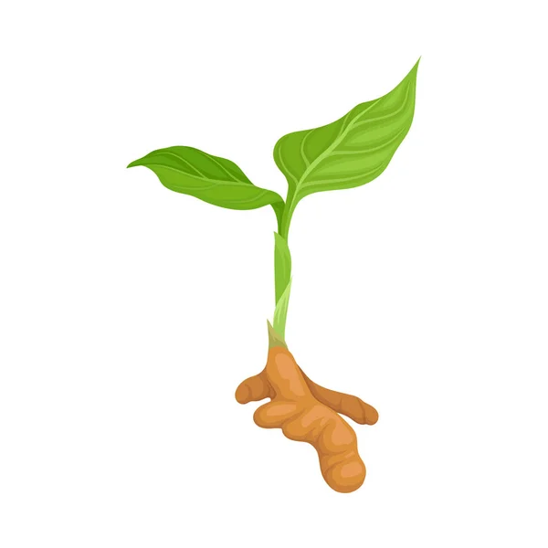 Curcuma icon Vector Art Stock Images | Depositphotos