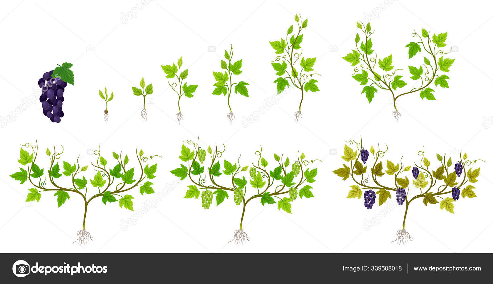 Grapes Growing Stages from Sprout to Veraison Vector Set — Stock Vector ...