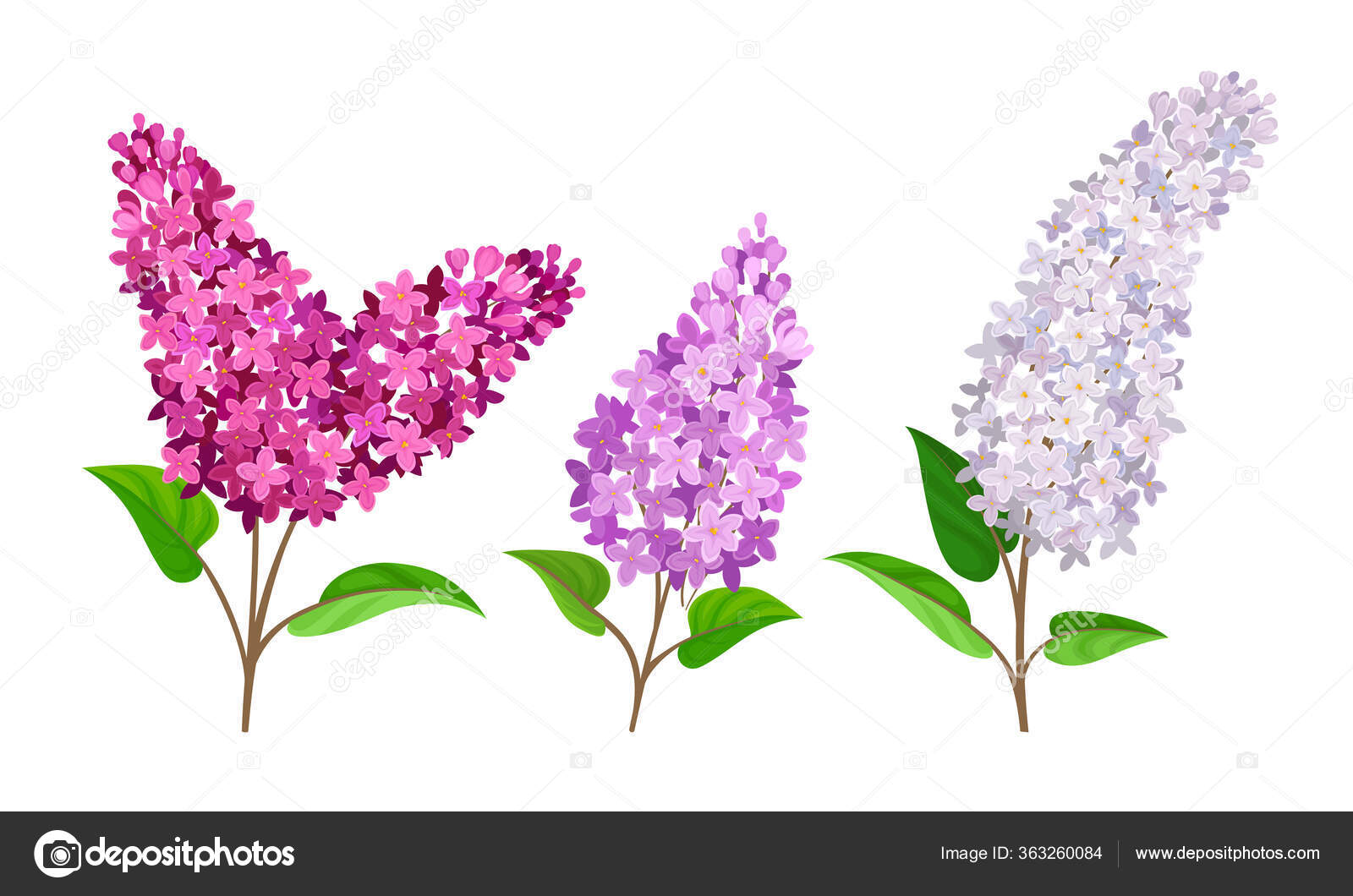 Lilac or Syringa Flowers with Showy Blossom Isolated on White ...