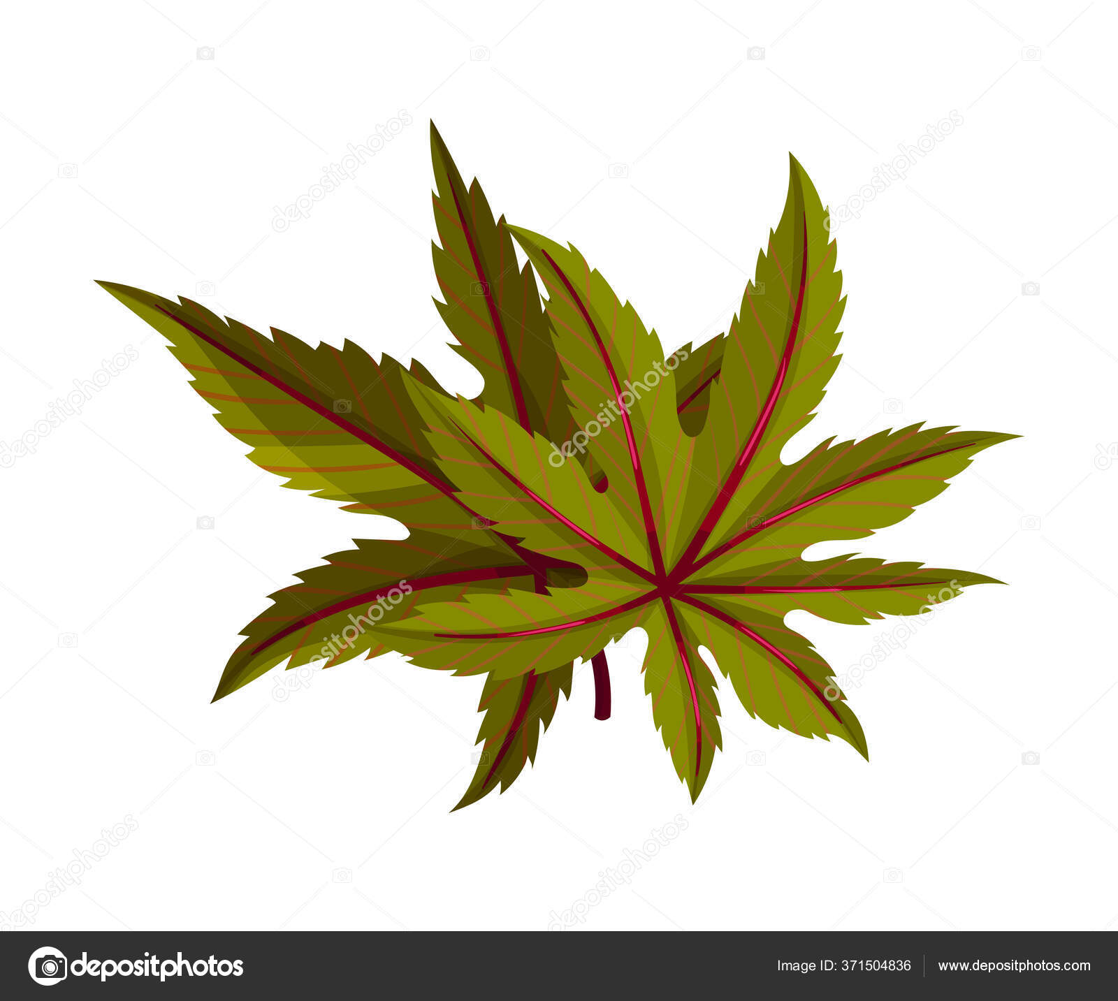 Castor Plant Green Fibrous Palmate Leaves Vector Illustration Stock ...