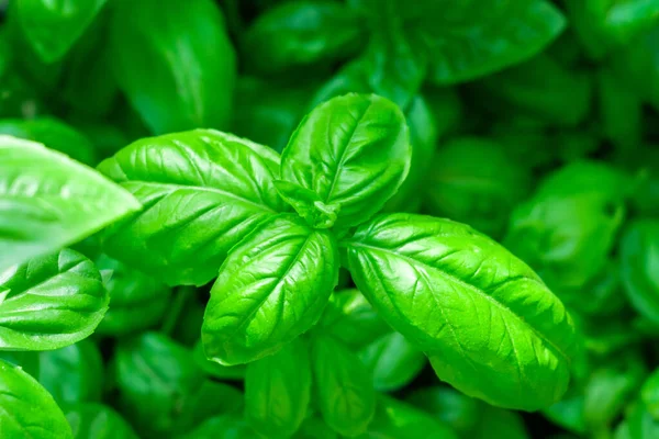Green Basil leaves closeup growing in garden. Horticulture is the ...