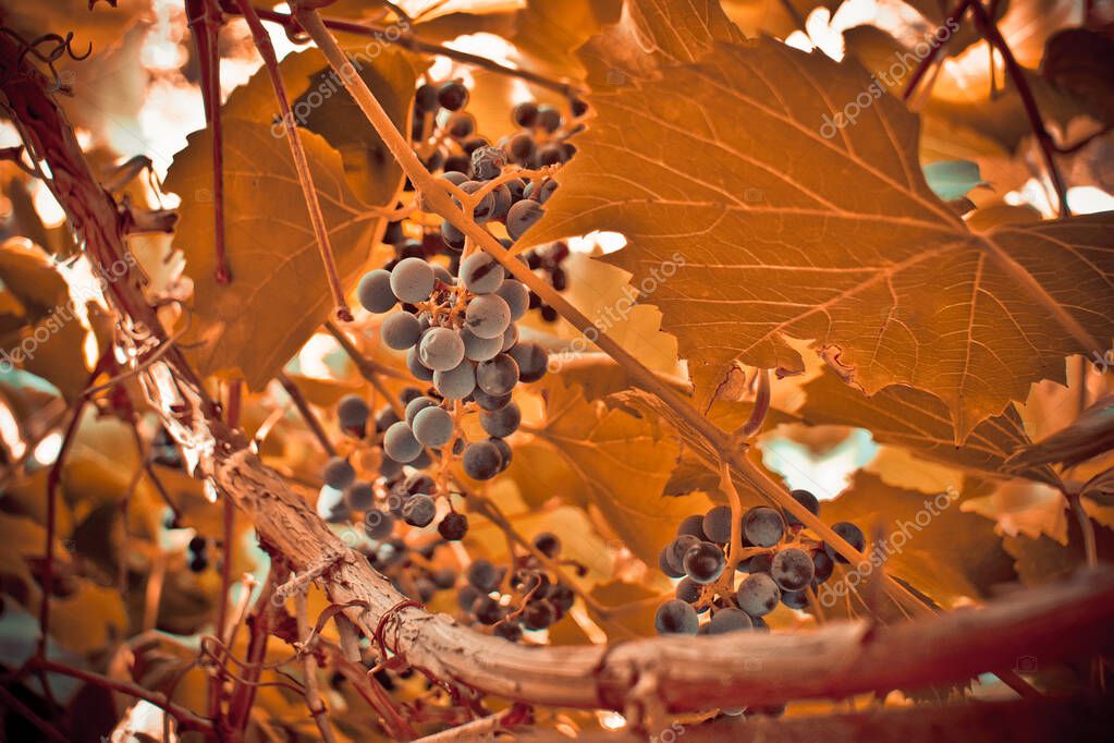 uvas en el cordón de la viña antes de la cosecha. enfoque selectivo ...