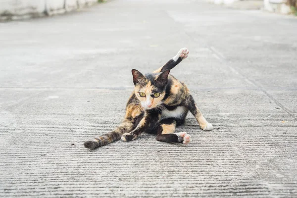 Gato de alongar Stock Photos, Royalty Free Gato de alongar Images ...