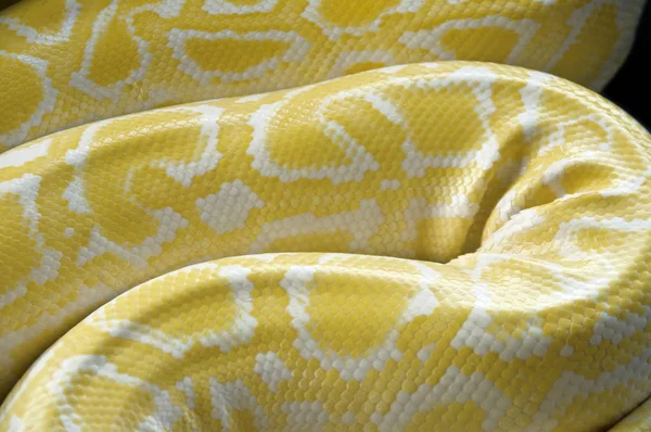 Fotos de Python skin pattern, Imagens de Python skin pattern sem ...