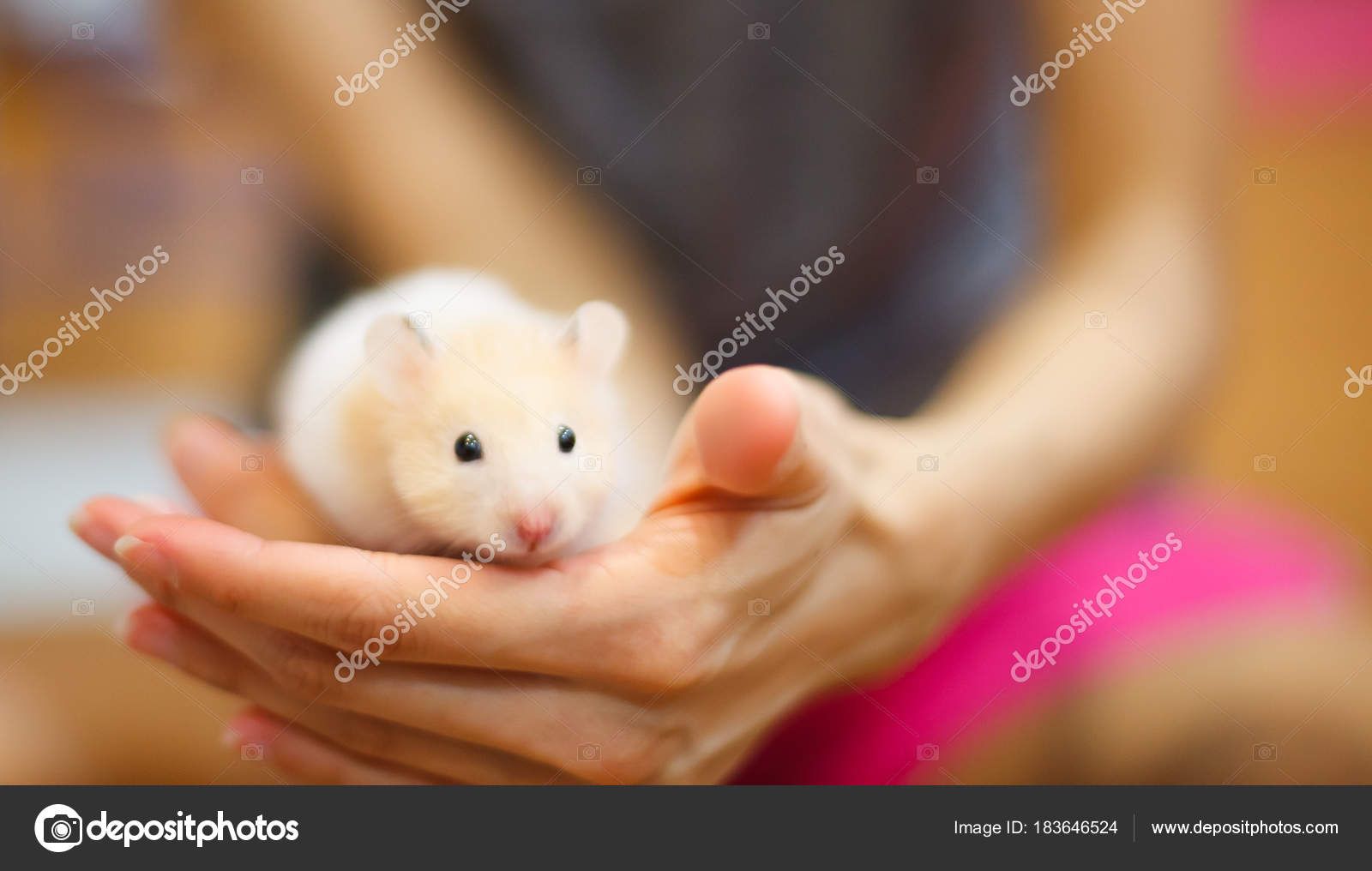 Cute Syrian Golden Hamster