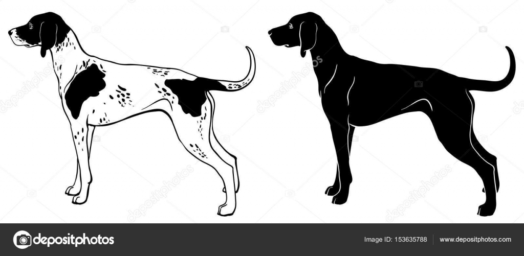 Pointer dog set Stock Vector Image by ©anilin #153635788