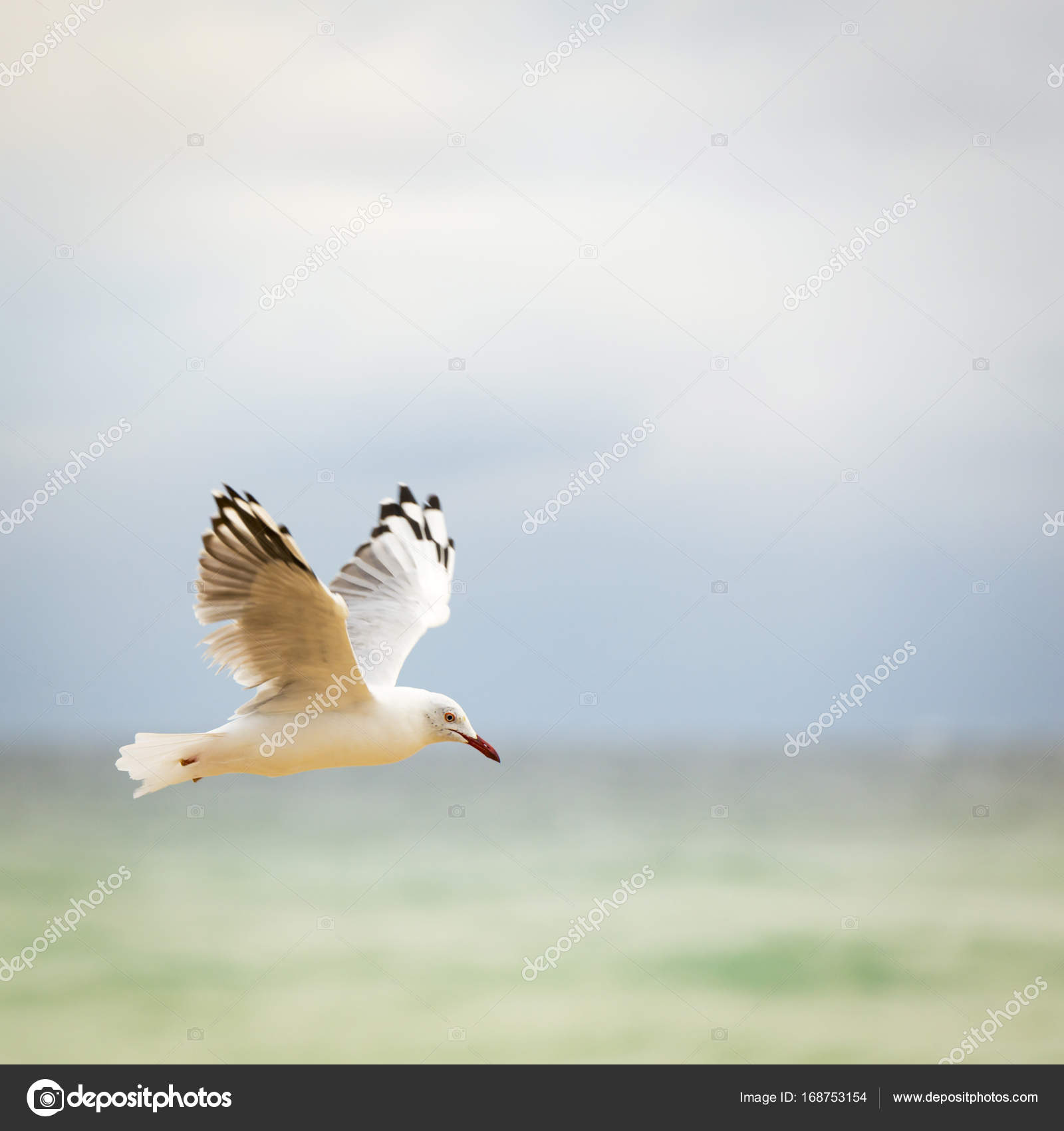 Beautiful Bird In Flight