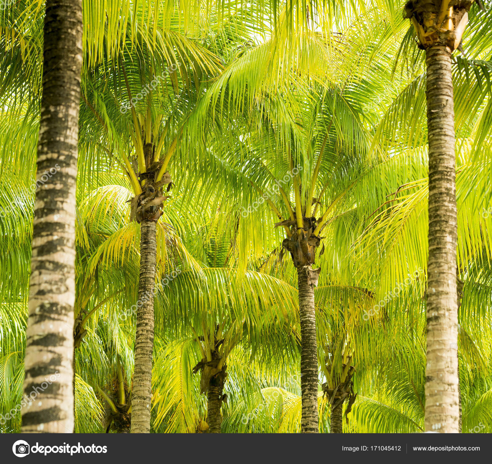 Palm Tree Fronds Stock Photo by ©THPStock 171045412