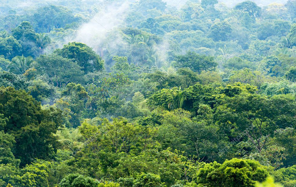 Paisaje de la selva de México 2022