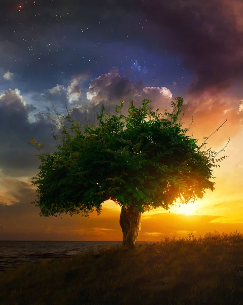 Single tree in sunset Stock Photos, Royalty Free Single tree in sunset ...