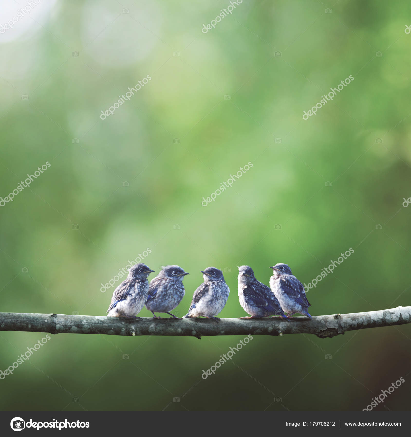 Baby blue birds in a tree Stock Photo by ©kevron2002 179706212
