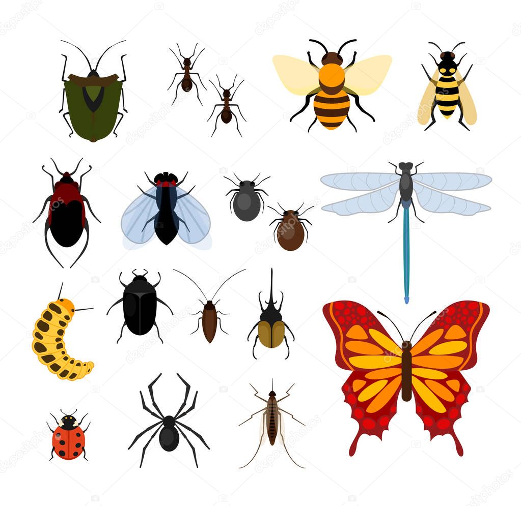 Conjunto de ilustración vectorial de diferentes tipos de insectos en ...