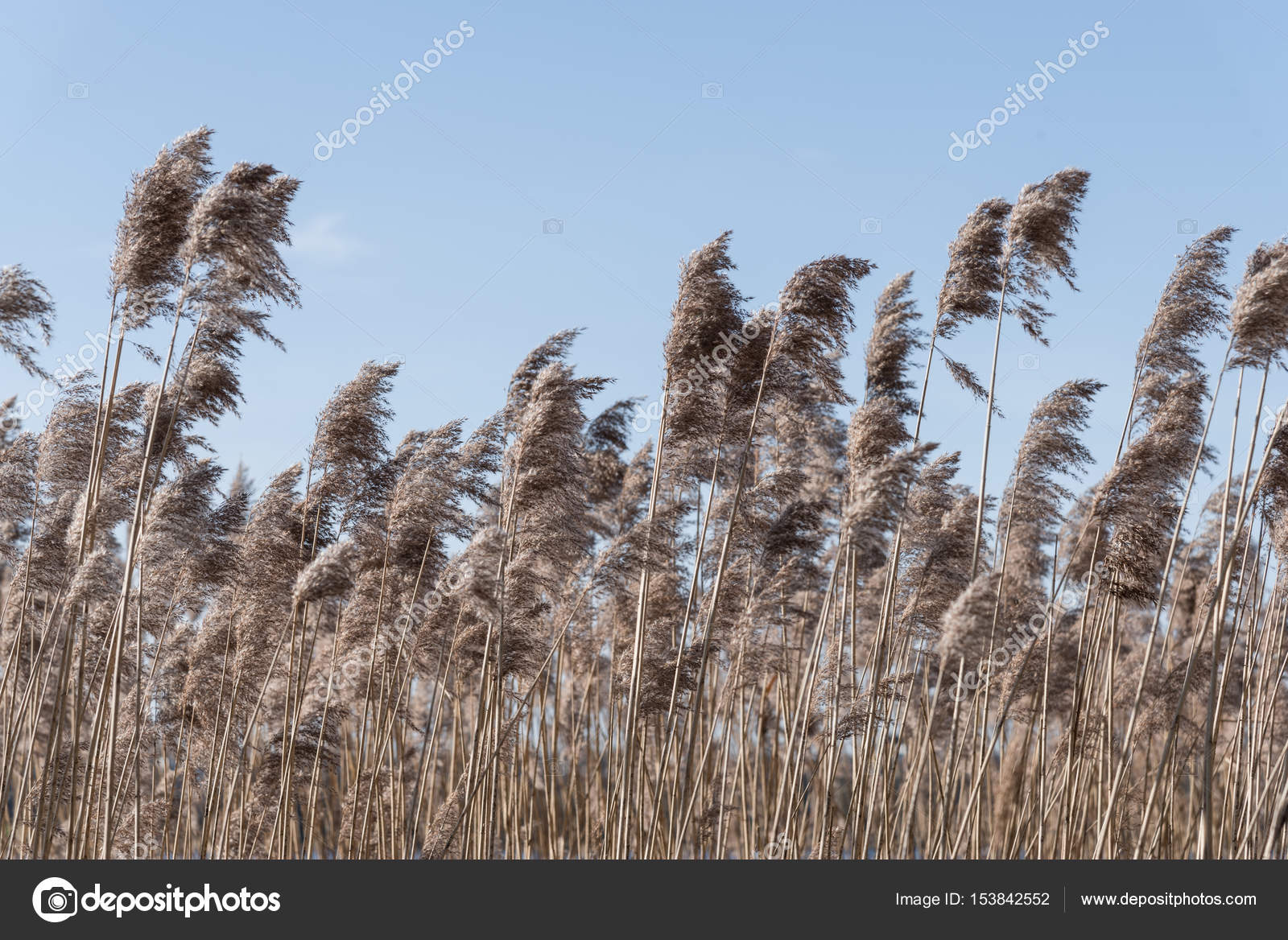 Common reed phragmites australis against blue sky — Stock Photo ...