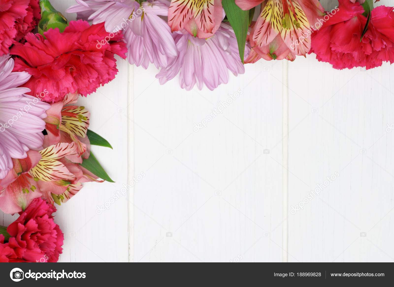 Corner Border Pink Carnation Daisy Lily Flowers White Wood Background ...
