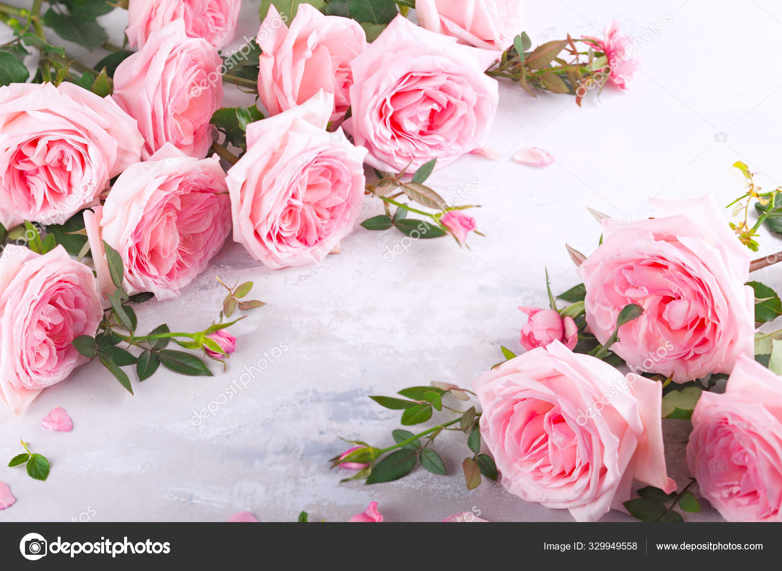 Beautiful pink roses flowers Stock Photo by ©sarsmis 329949558