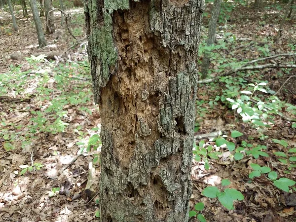 Rotting Tree Trunk Bark Holes Forest Woods — Stock Photo ...