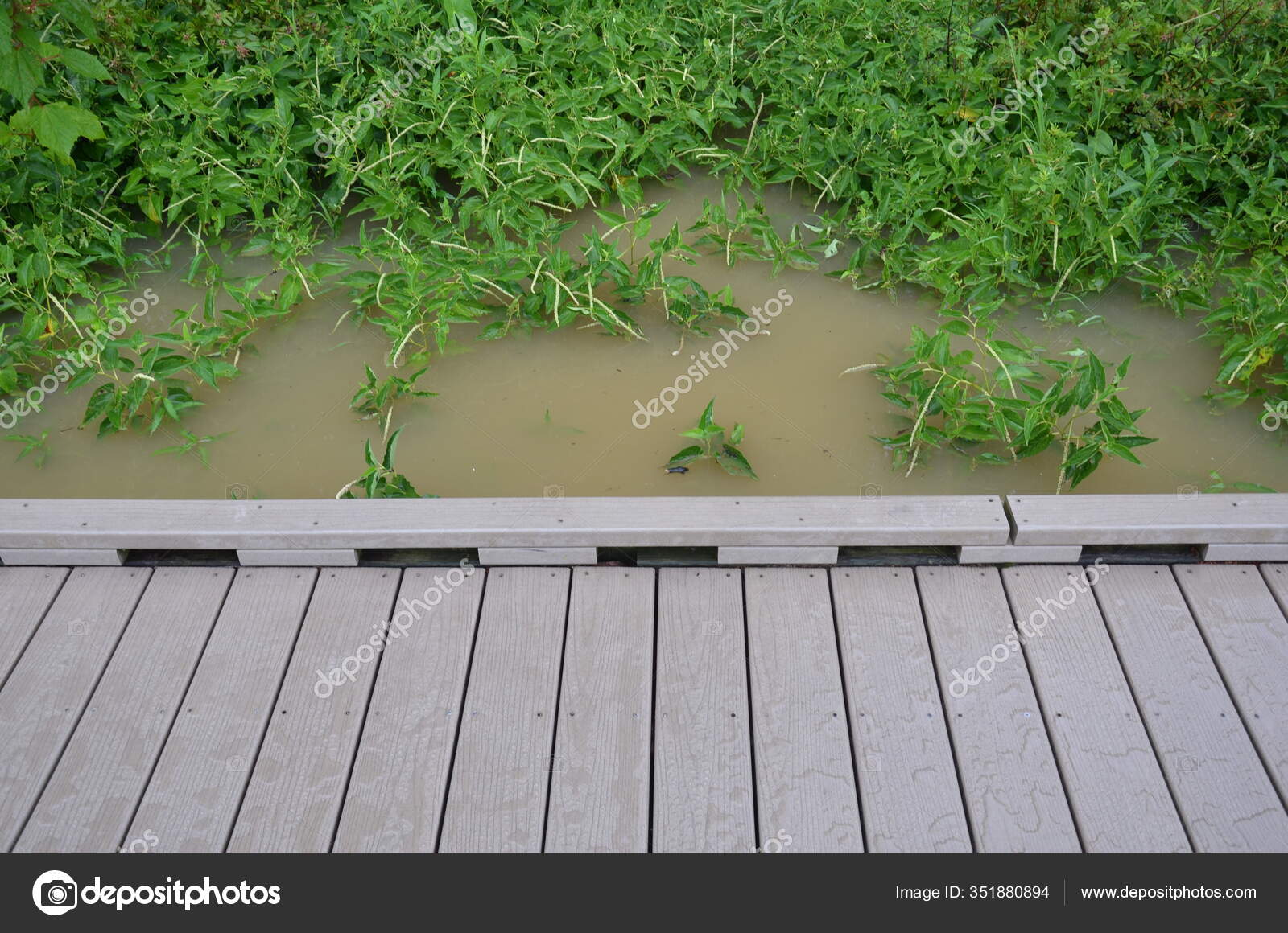 Wet boardwalk path or trail with plants — Stock Photo © stockphotofan1 ...