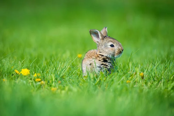 Cute rabbit with flower dandelion sitting in grass. Animal nature ...