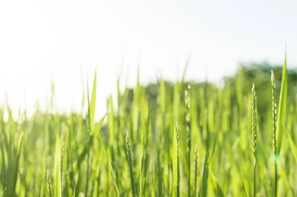 Selective Focus Light Green Grass Forest Background Stock Photo by ...