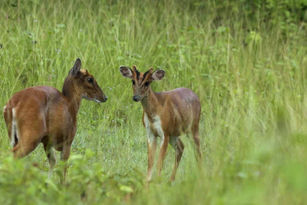 Sambar deer Stock Photos, Royalty Free Sambar deer Images | Depositphotos