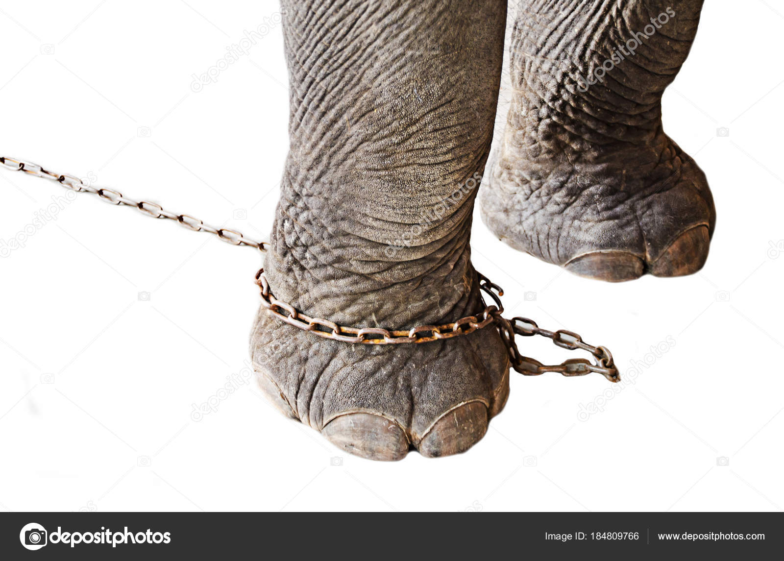 Leg Elephant Restrict Chain White Background Stock Photo by ...