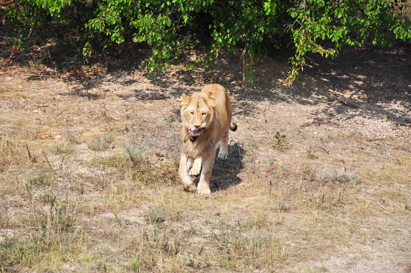 Lion camion course Stock Photos, Royalty Free Lion camion course Images ...
