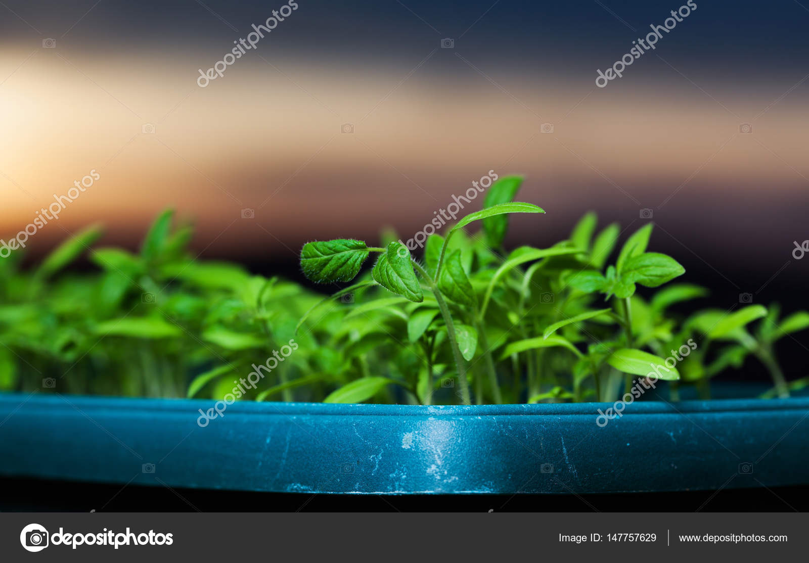 Growing seedlings at sunrise- Beginning Of A New Life (plant, gr ...