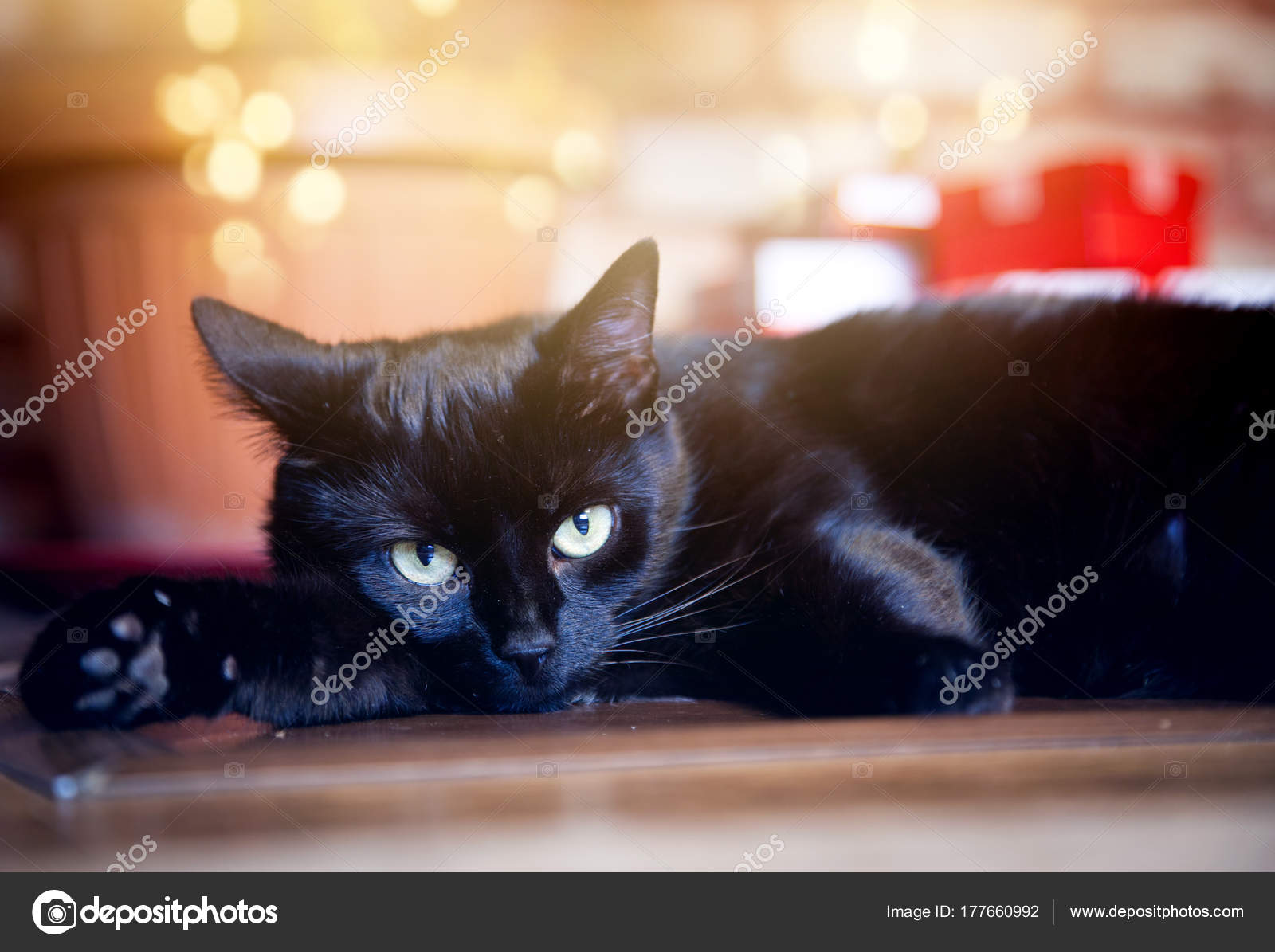 Cute black cat relaxing in front of christmas tree and fire burn Stock ...