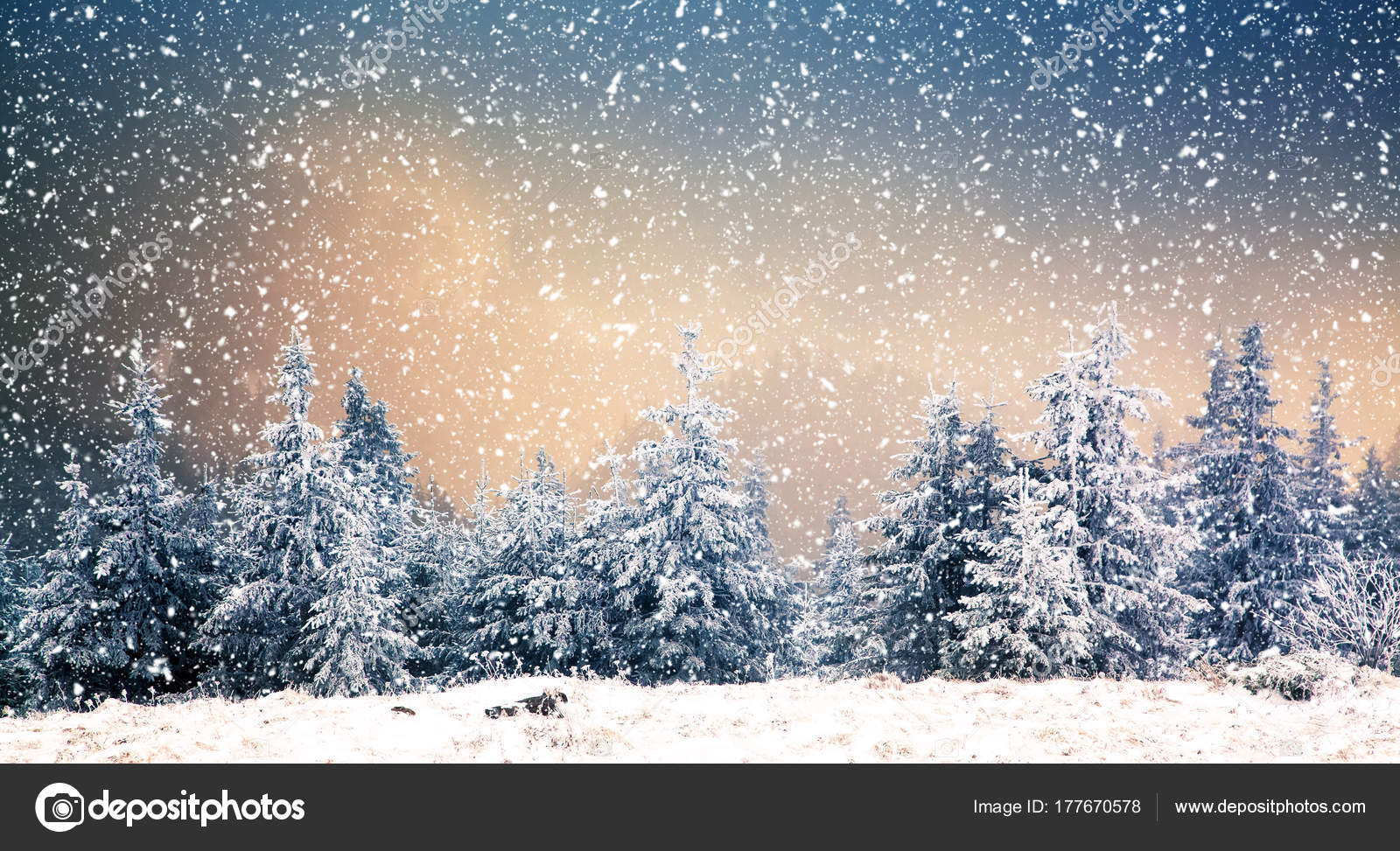 Winter wonderland - Christmas background with snowy fir trees in Stock ...