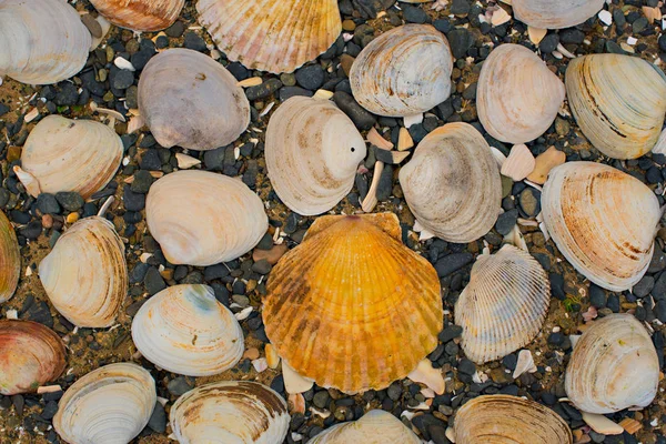 A group of seashells Stock Photos, Royalty Free A group of seashells ...