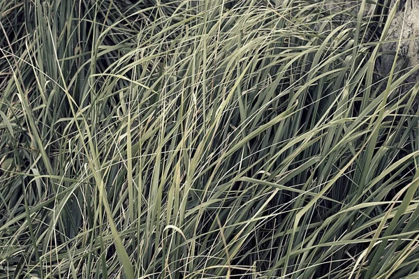 Inheemse duin gras Stock Photos, Royalty Free Inheemse duin gras Images ...