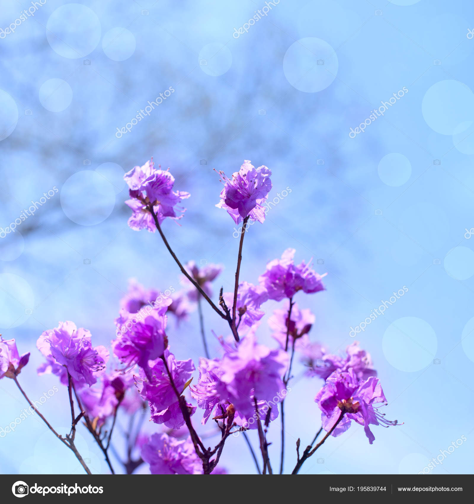 Bright Backgrounds Nature