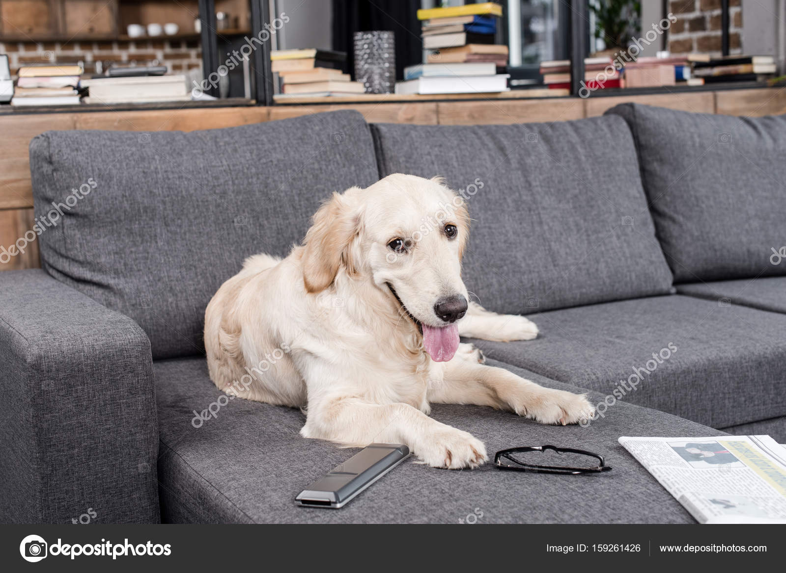 Dog with remote control — Stock Photo © IgorVetushko #159261426