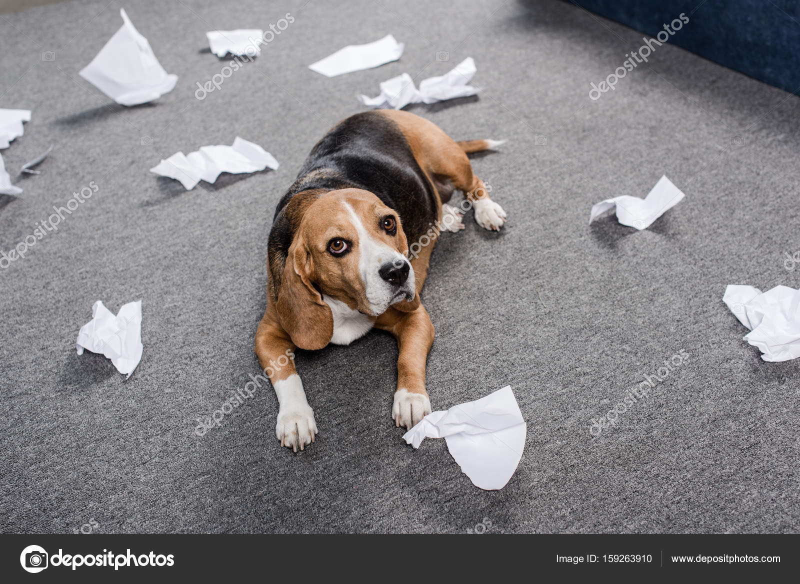 Dog with torn paper — Stock Photo © IgorVetushko #159263910