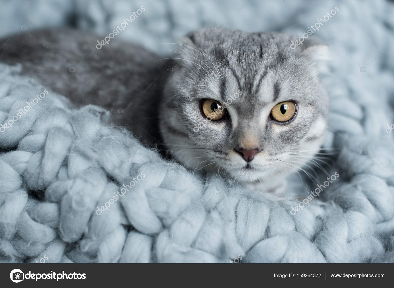 Cat on wool blanket — Stock Photo © IgorVetushko #159264372