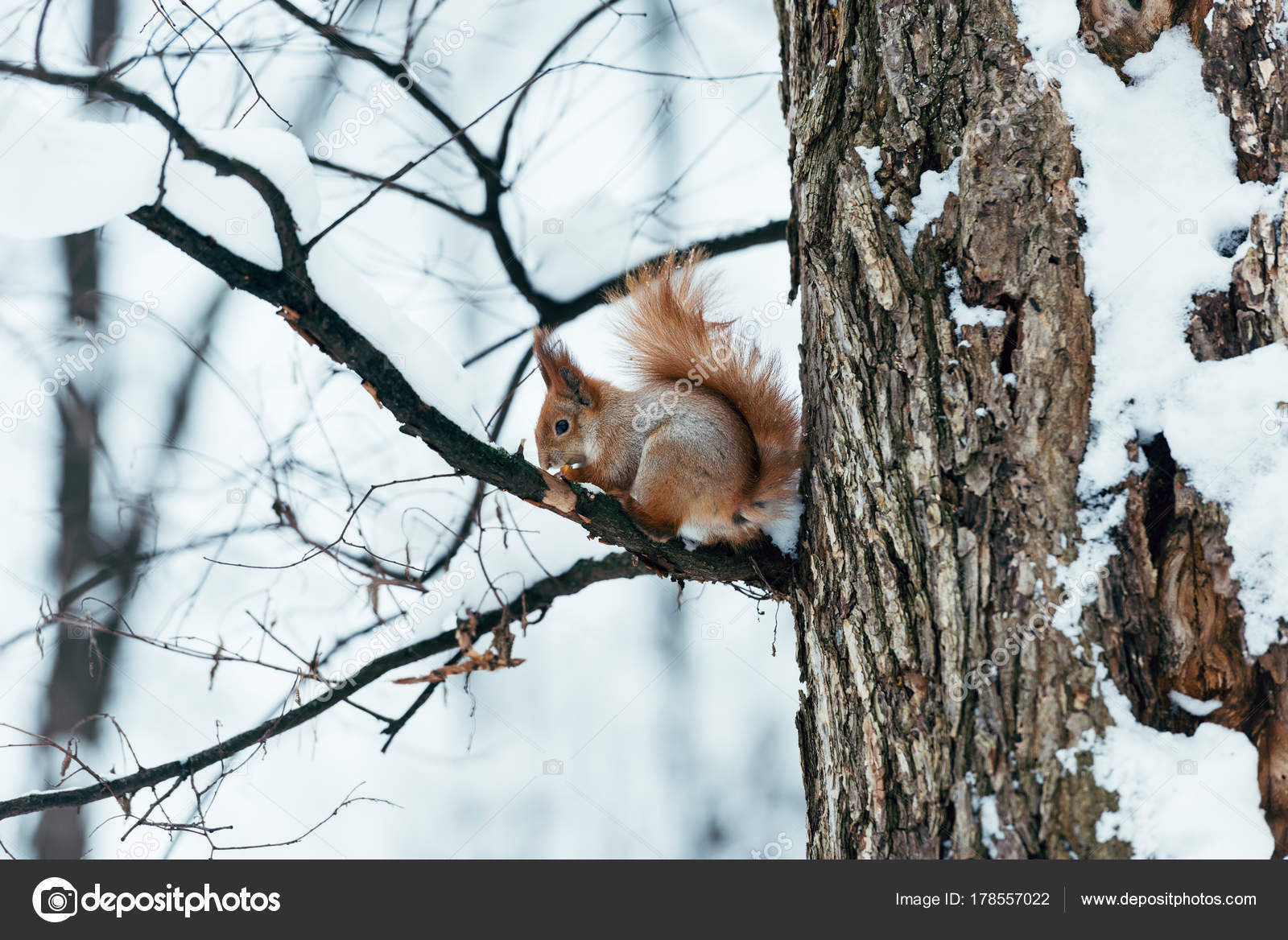 Selective Focus Cute Squirrel Sitting Tree Winter Forest — Stock Photo ...