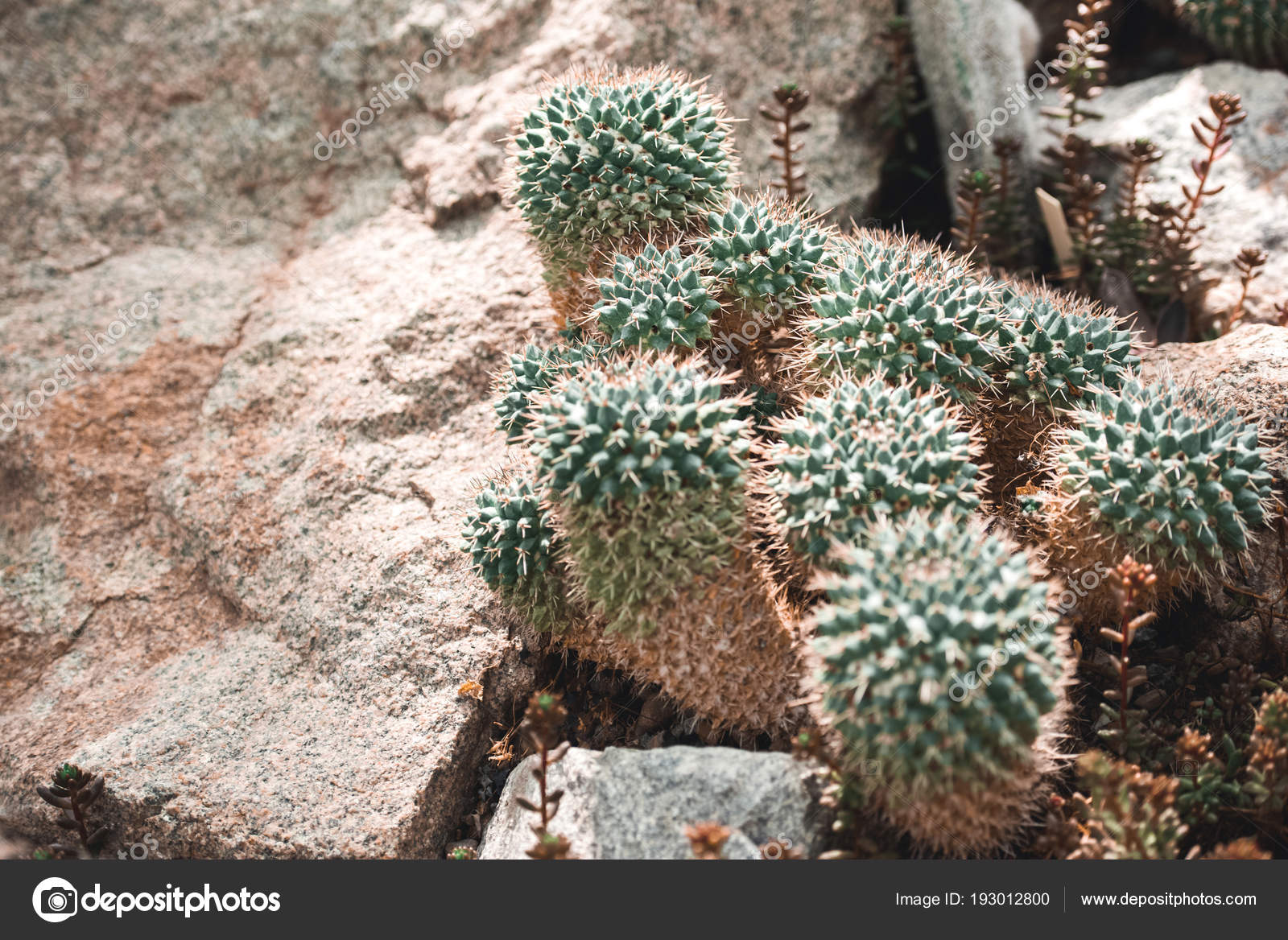 High Angle View Cactuses Floral Tropical Garden — Free Stock Photo ...
