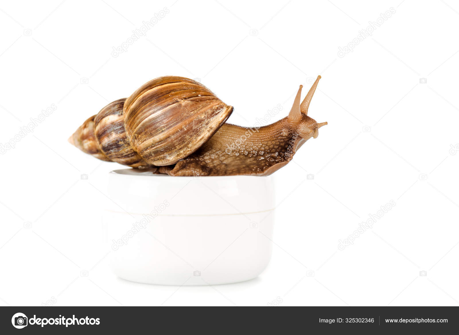 Brown Snail Cosmetic Cream Container Isolated White — Stock Photo ...